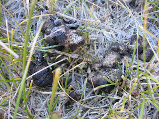 Jessica and Thayer's RMBL Blog: Scat!