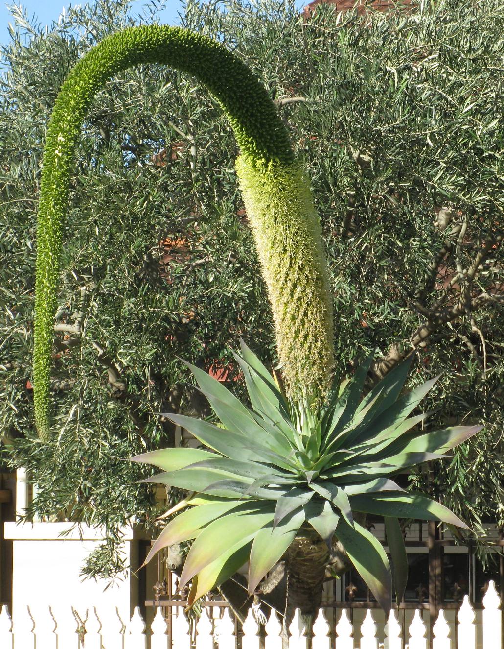 Agave Plant Bloom