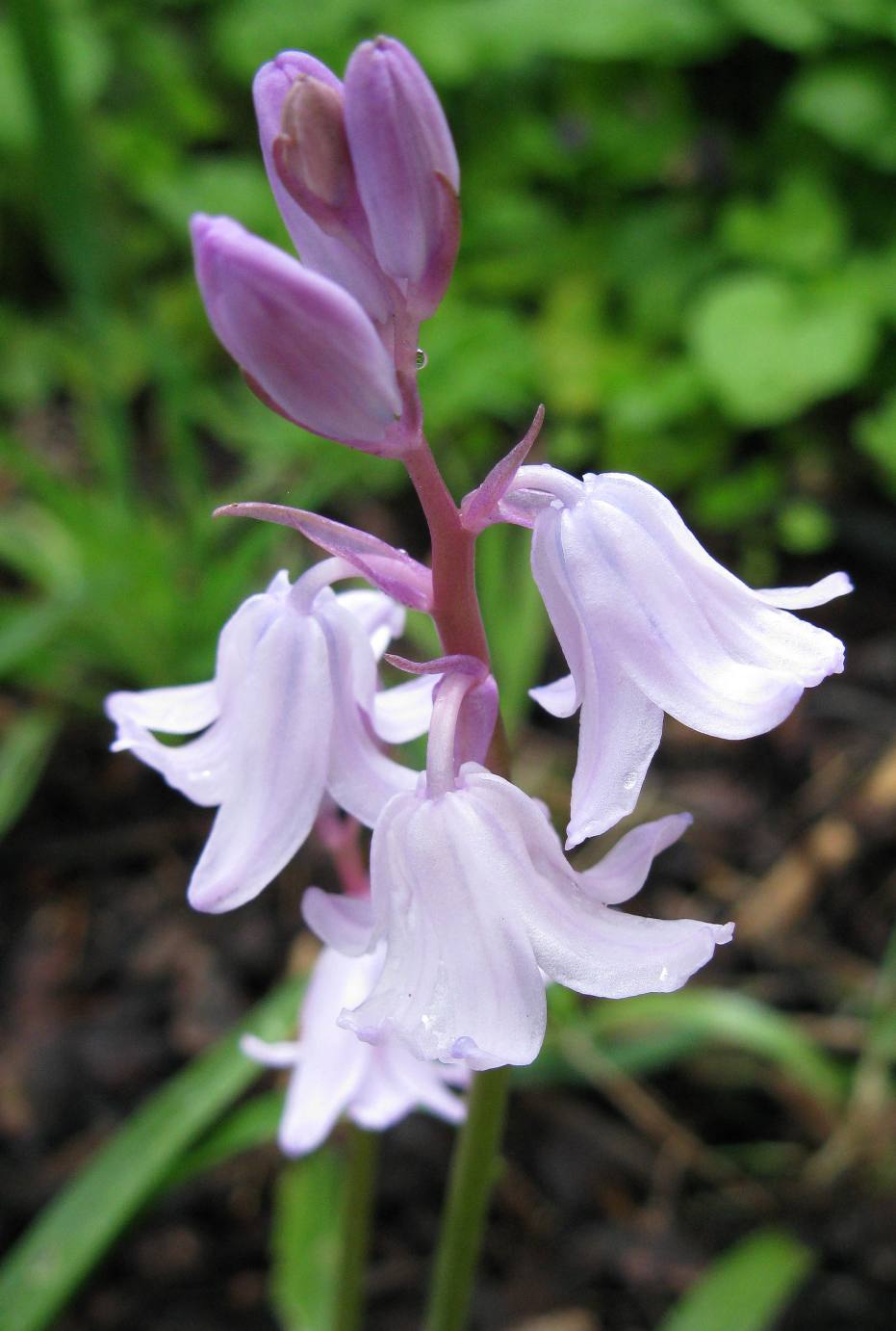 Vireya's Blog: Pink Bluebells