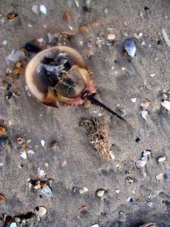 Off the Shelf: By the North End Shore in Virginia Beach