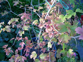 Nash Holos: Kalyna in Canada