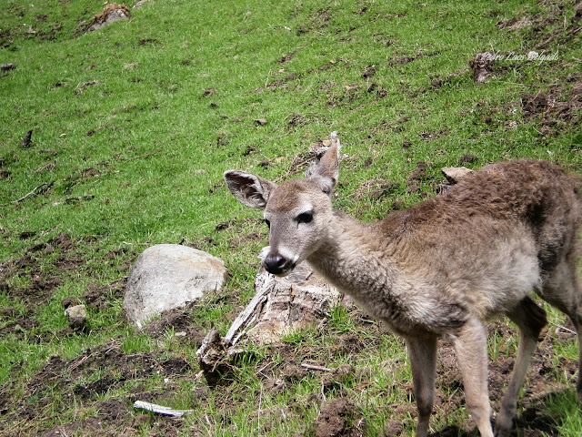 Venado Colorado | Atractivos Turísticos del Perú