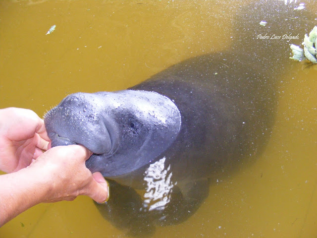 Manati del Amazonas | Atractivos Turísticos del Perú