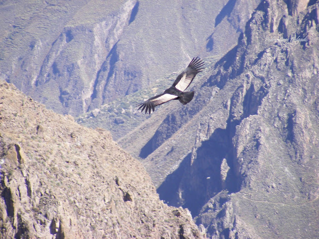 Condor Andino | Atractivos Turísticos del Perú