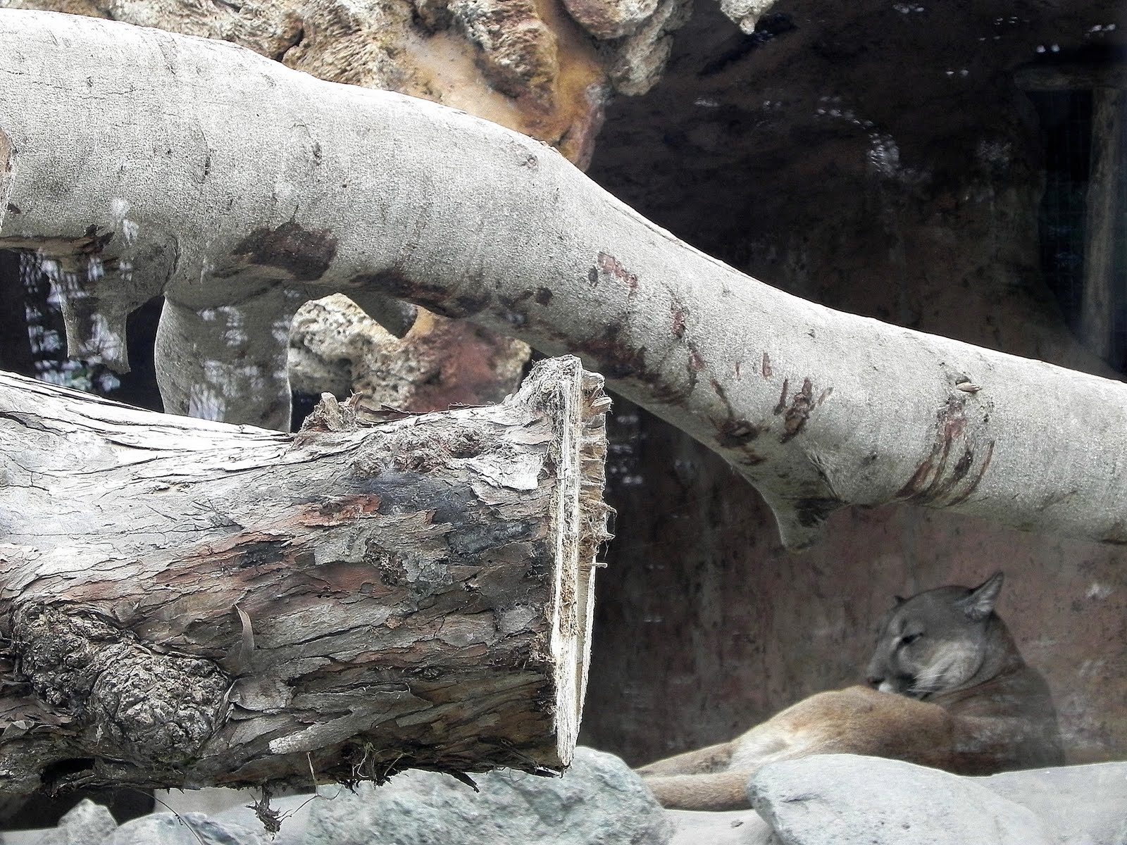 Puma Andino | Atractivos Turísticos del Perú