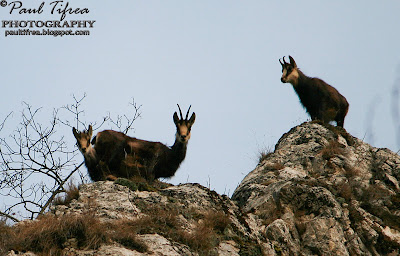 Blog cu si despre fotografie...: Capra neagra in Parcul National ...