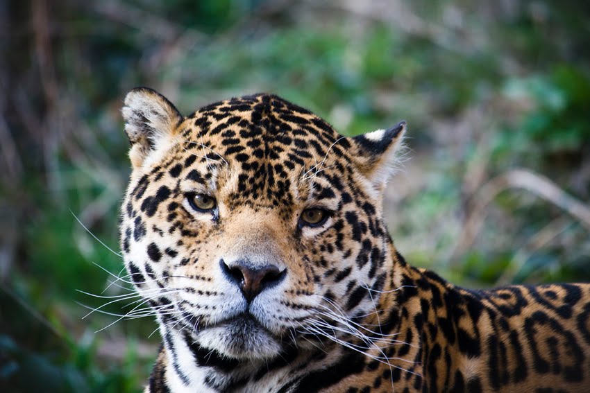 Blog cu si despre fotografie...: Animale exotice @ Zoo Brasov