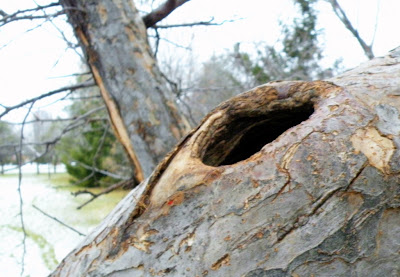 * Mungo Says Bah * Bushcraft Blog: Walkies Past a Hollow Apple Tree