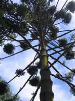 Povincia de Misiones