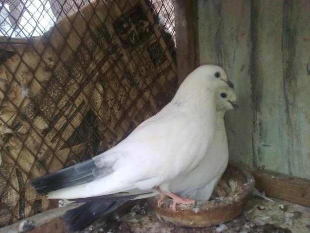 Lahore123: winner pigeons in pakistan