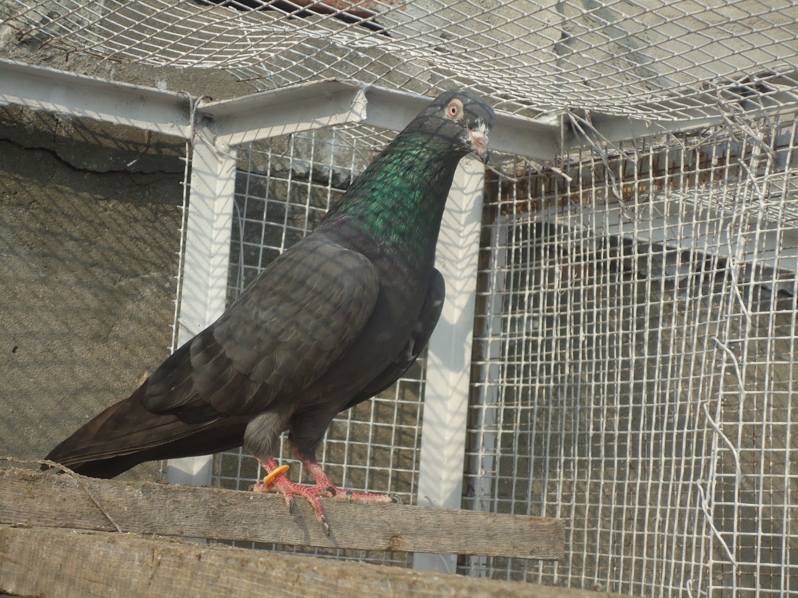 Neela Kamangar kabootar of Ustad Jagga ~ Pigeons Photos | Pigeons Care ...