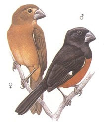 Passeriformes em Geral: Curió