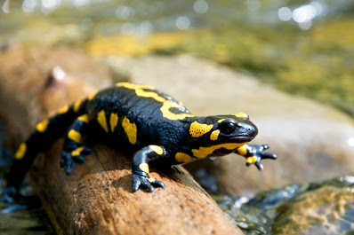 Critical Genetics!: Animal Regeneration