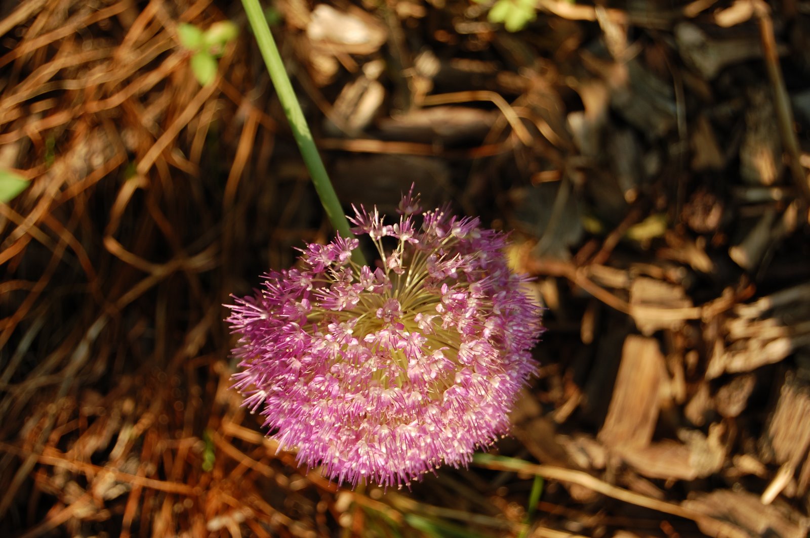 Under Consideration: Purple Puffball