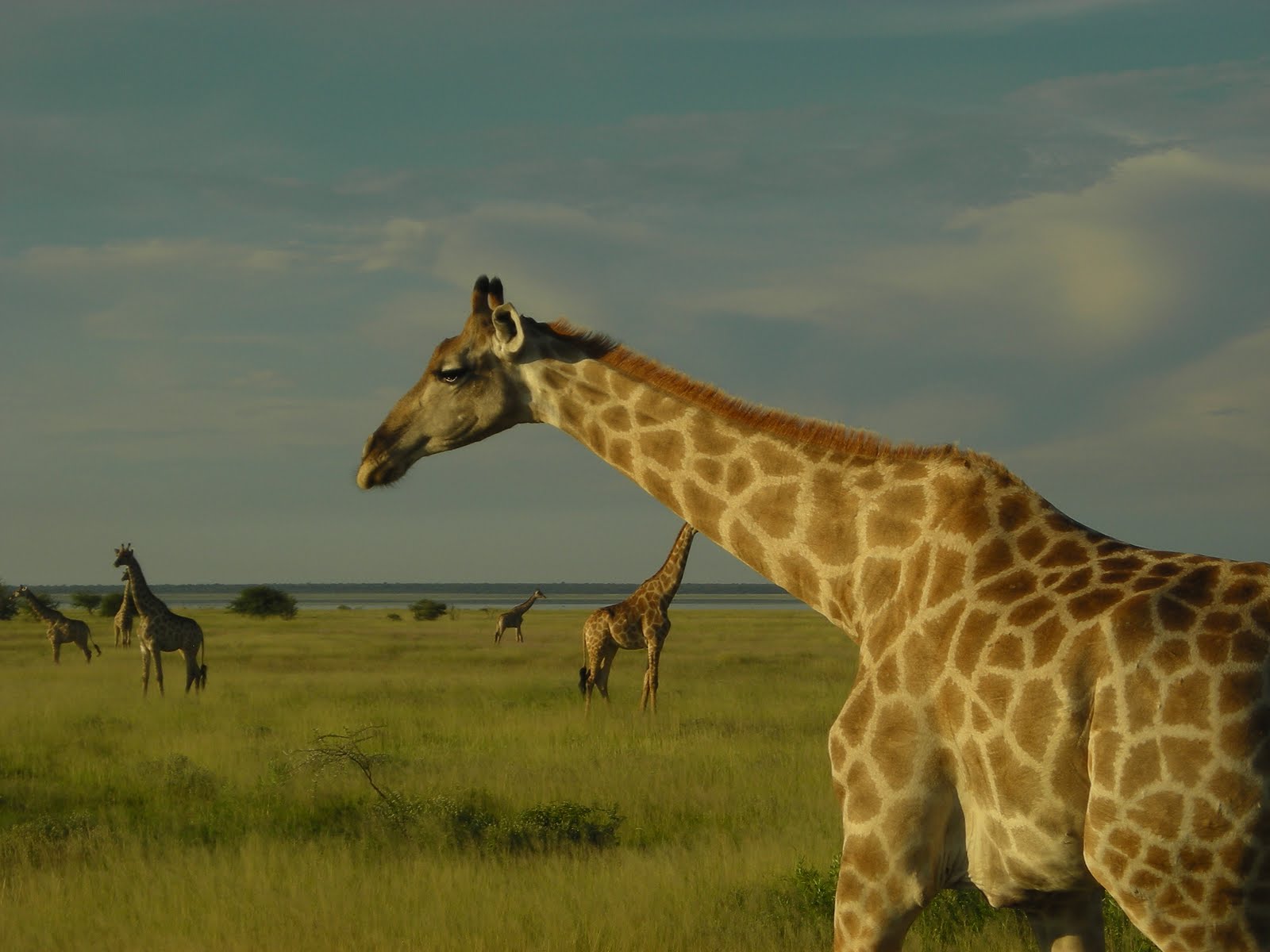 Namibia Bound: Etosha: The Heart of Sub-Saharan African Wildlife
