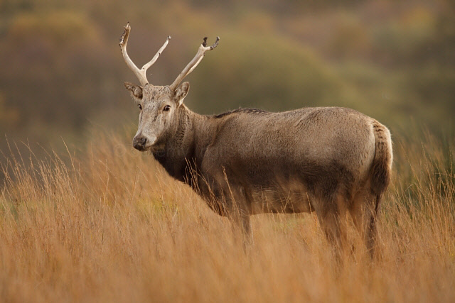 Jeremy Inglis Photography: Margam Park Deer