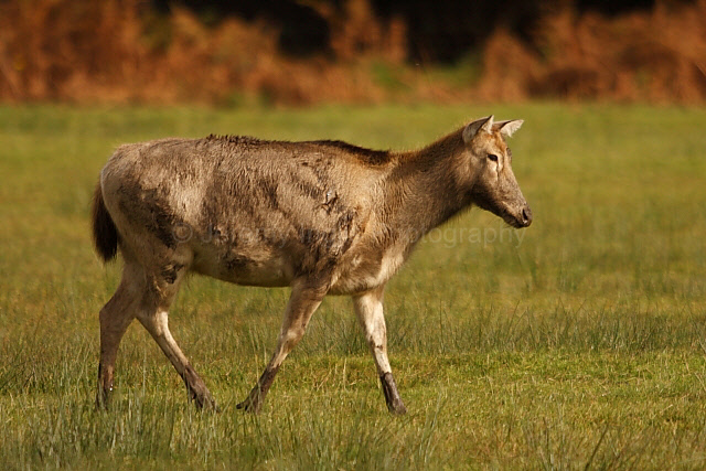 Jeremy Inglis Photography: Margam Park Deer