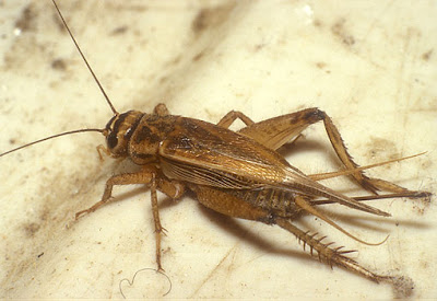 Blog 75: Gryllus domesticus Acheta domesticus (grillon domestique)