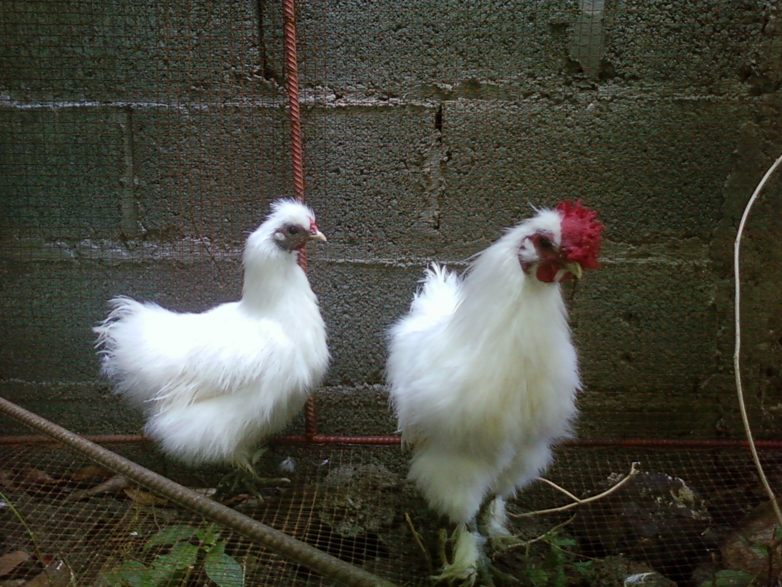 Gallinas De Raza: Algunas de mis razas