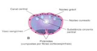 EMBRIOLOGIA DO SISTEMA NERVOSO: DESENVOLVIMENTO DO ENCÉFALO