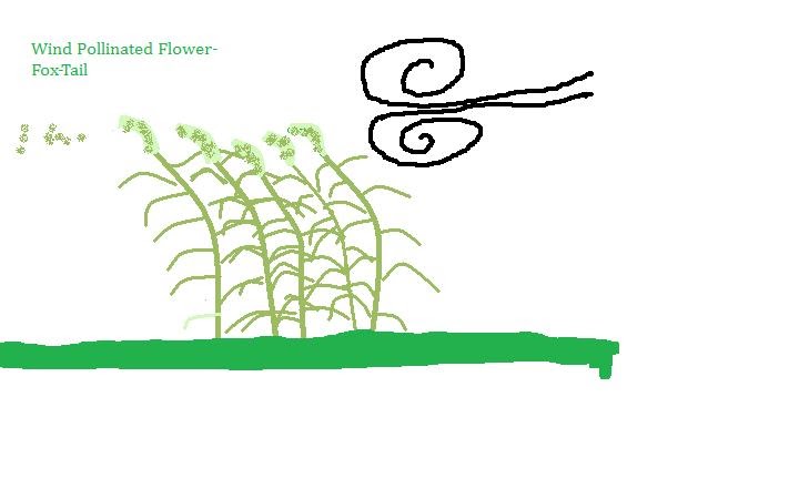 Bio 2: Wind Pollinated Flower