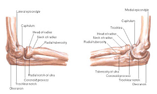 Biomekanik: Biomekanik Elbow dan Forearm (Lengan Bawah)