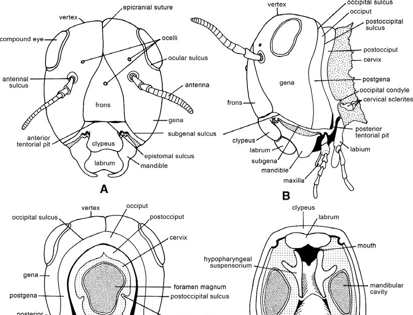Entomology For Students: Insect Head