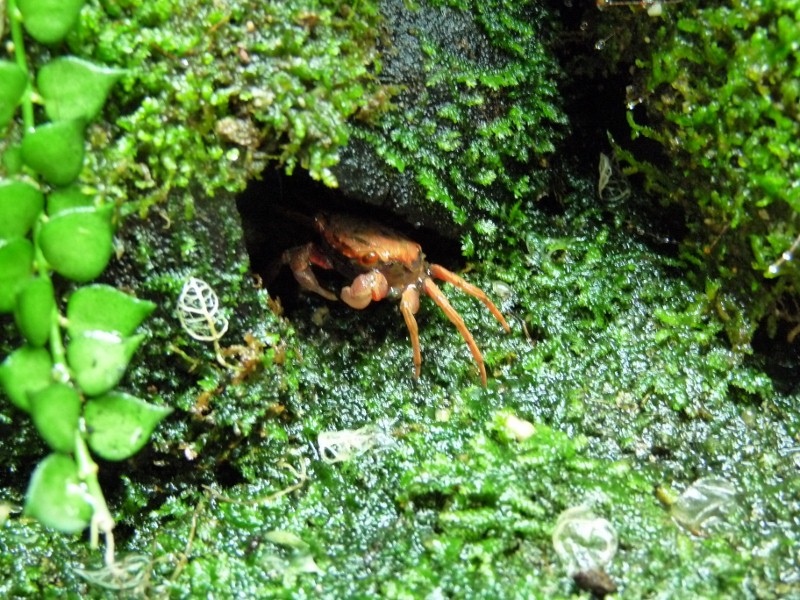 Vivariums/Paluduriums/Terrariums: Various types of Vivariums