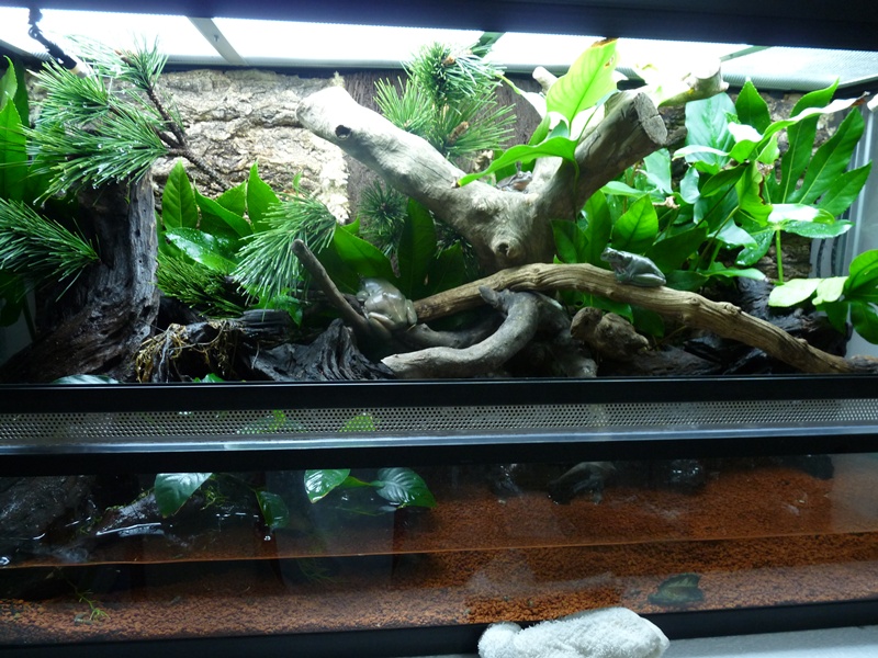 Vivariums/Paluduriums/Terrariums: Various types of Vivariums