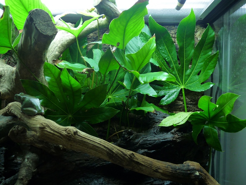 Vivariums/Paluduriums/Terrariums: Various types of Vivariums