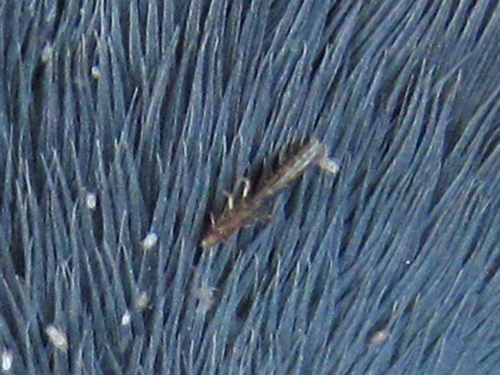 Northwestern Perspectives: Pigeons, Windows, and Ectoparasites