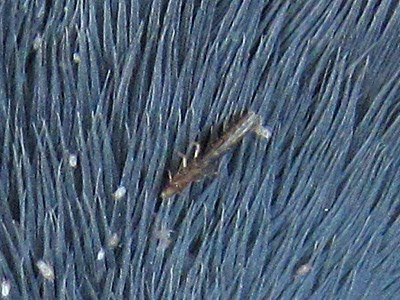 Northwestern Perspectives: Pigeons, Windows, and Ectoparasites