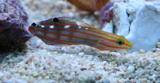 Fish Index: Court Jester Goby (Amblygobius rainfordi)