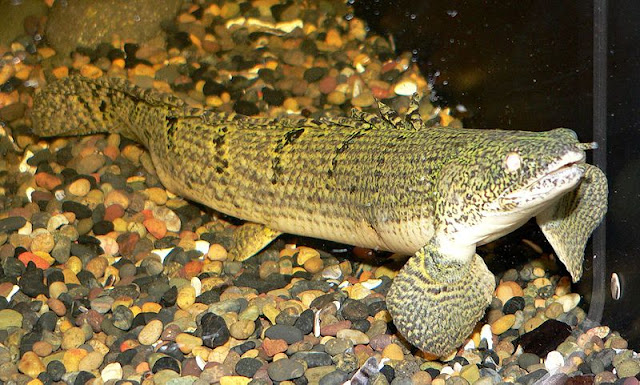 Fish Index: Weeksii Bichir (Polypterus weeksii)
