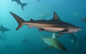 Bronze Whaler Shark Teeth