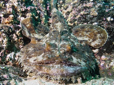 Fish Index: Monkfish (Lophius piscatorius)