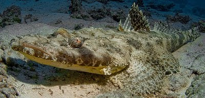 Fish Index: Crocodilefish (Cymbacephalus beauforti)