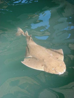 Fish Index: Atlantic Angel Shark