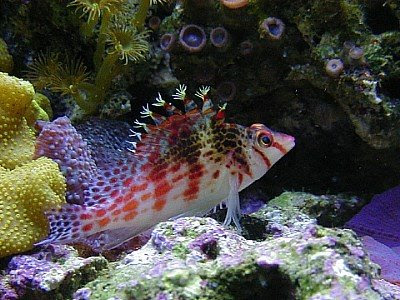 Fish Index: Falco Hawkfish