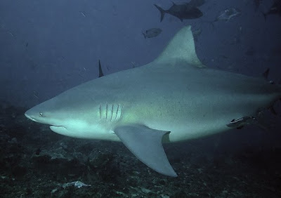 Fishing Tips, Strategies, Aquarium Pictures: Bull Shark Fish Picture ...