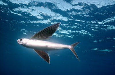 Fish Index: Flying Fish