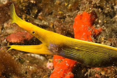 Fish Index: Ribbon Eel (Rhinomuraena quaesita)
