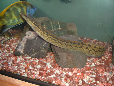 Fish Index: Tire Track Eel (Mastacembelus armatus)