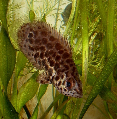 Spotted Climbing Perch