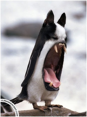 Insane Pics: One Scary Looking Penguin