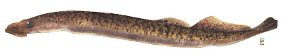 Fish Index: Lamprey Eel (Petromyzon marinus)