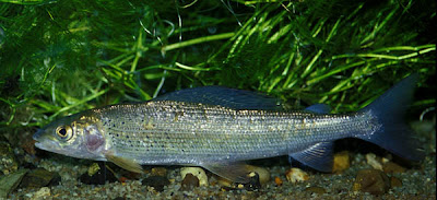 Fish Index: Grayling (Thymallus thymallus)