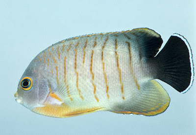 Animal World of Water: Red Stripe Angelfish (Centropyge eibli)