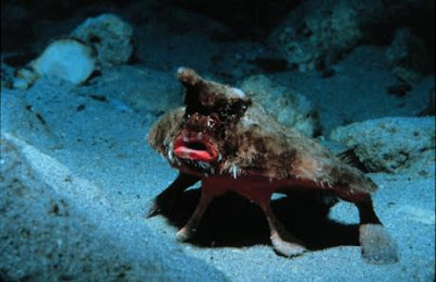 Insane Pics: Weird Fish With Red Lips