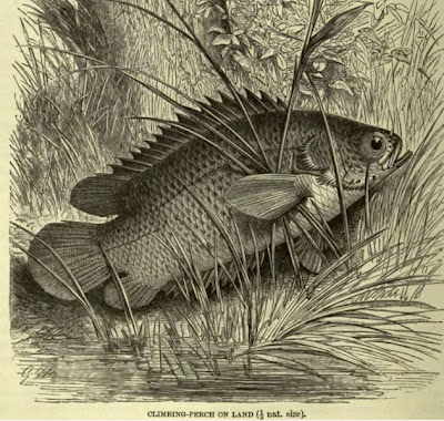 Fish Index: Climbing Perch (Anabas testudineus)